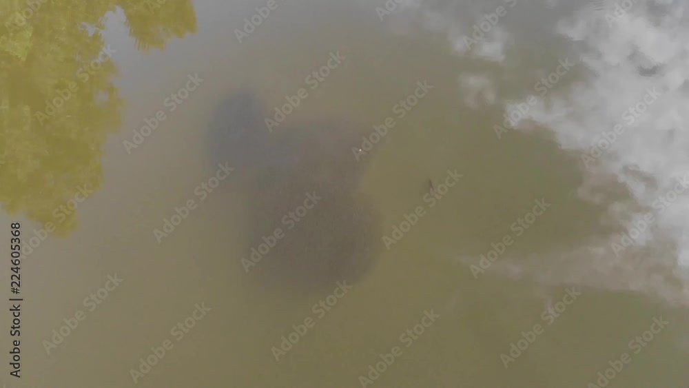 Drone aerial footage of alligator gar stalking a school of fish in the ...