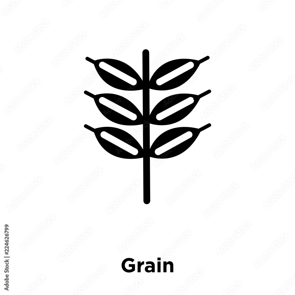 grain icon vector isolated on white background, logo concept of grain ...