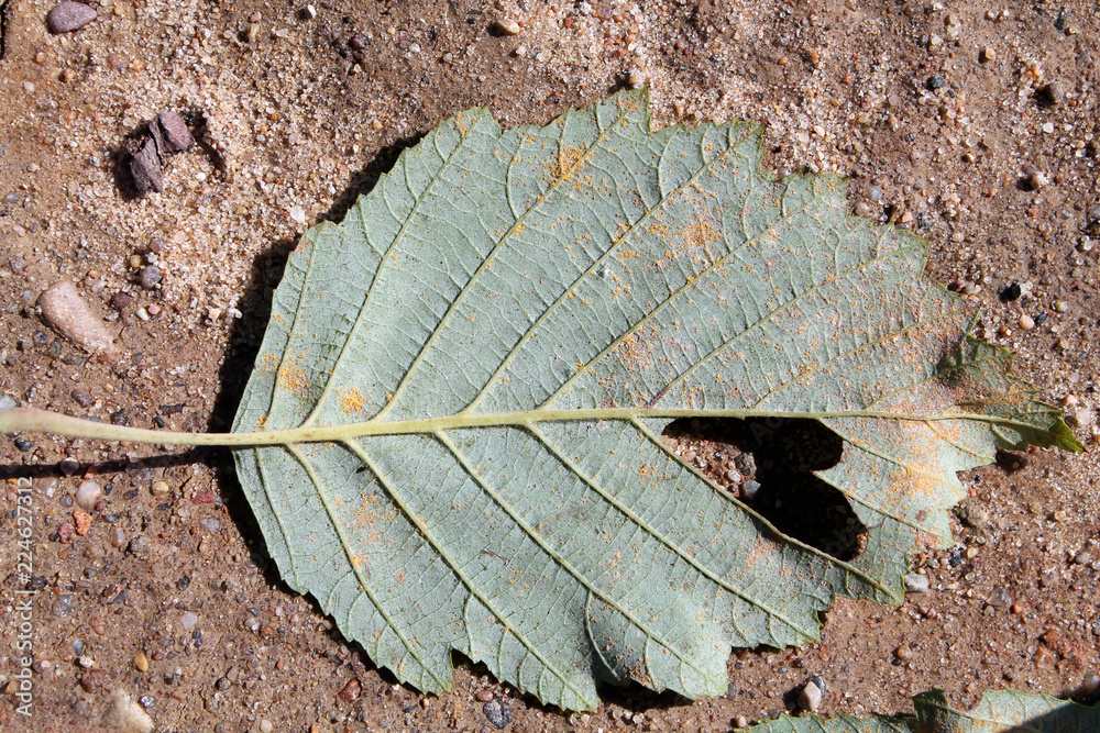 Alder rust (Melampsoridium hiratsukanum) on green leaf of Alnus incana ...