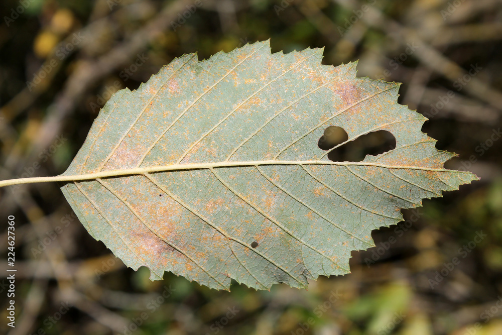 Alder rust (Melampsoridium hiratsukanum) on green leaf of Alnus incana ...