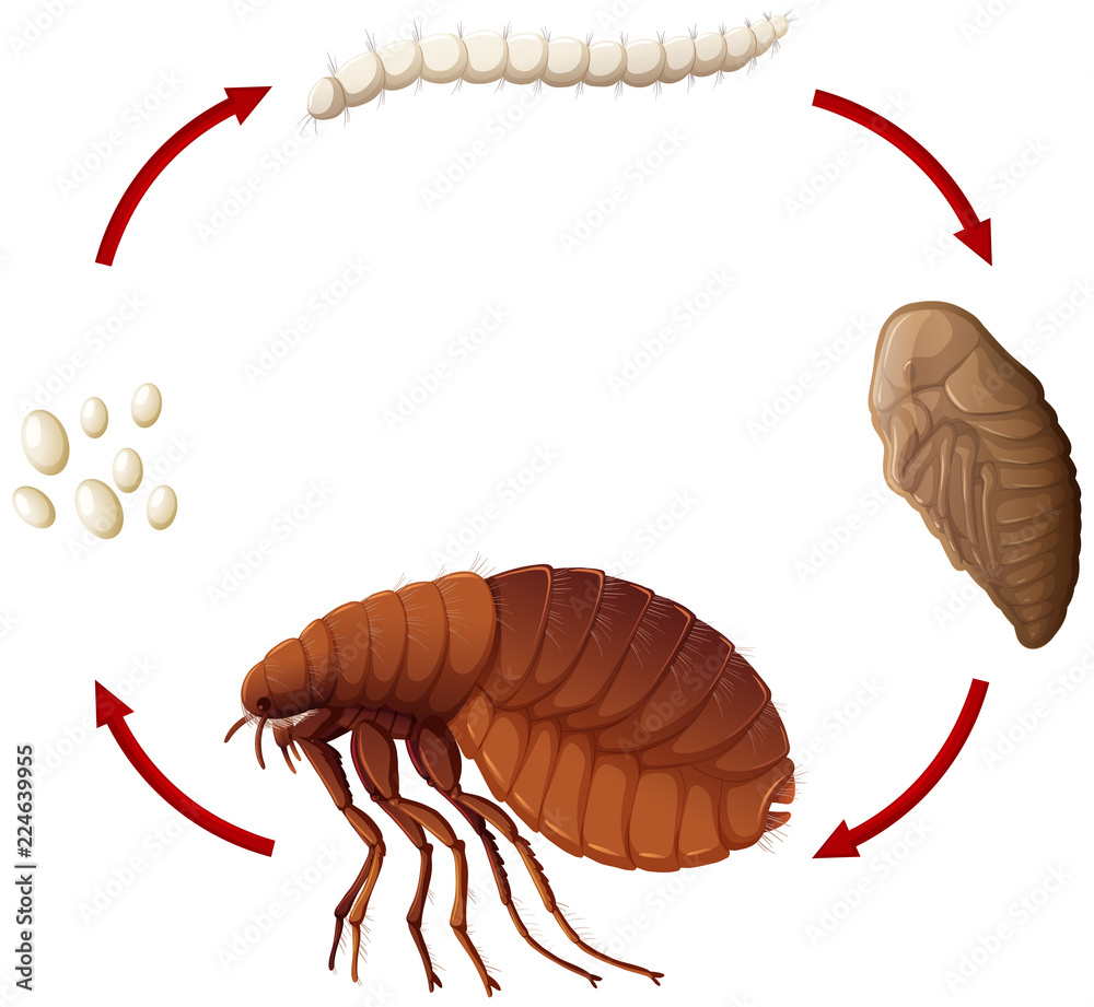 Life cycle of a flea Stock Vector | Adobe Stock