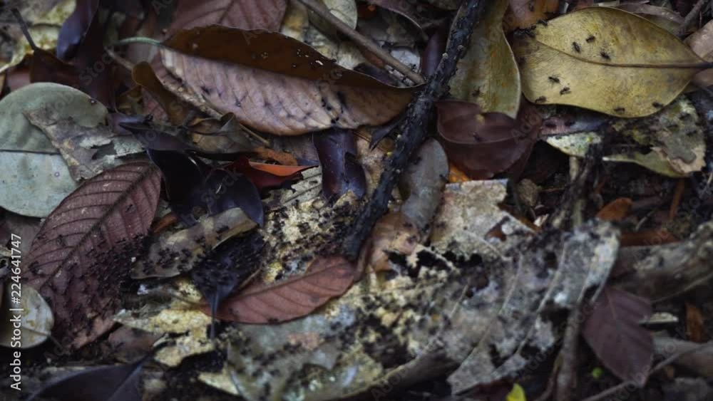 Small Termites Road Swarm Colony Walking Island Rainforest Jungle Floor ...