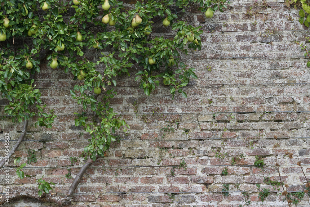 Espalier pear tree background with vine ripening fruit growing on a ...