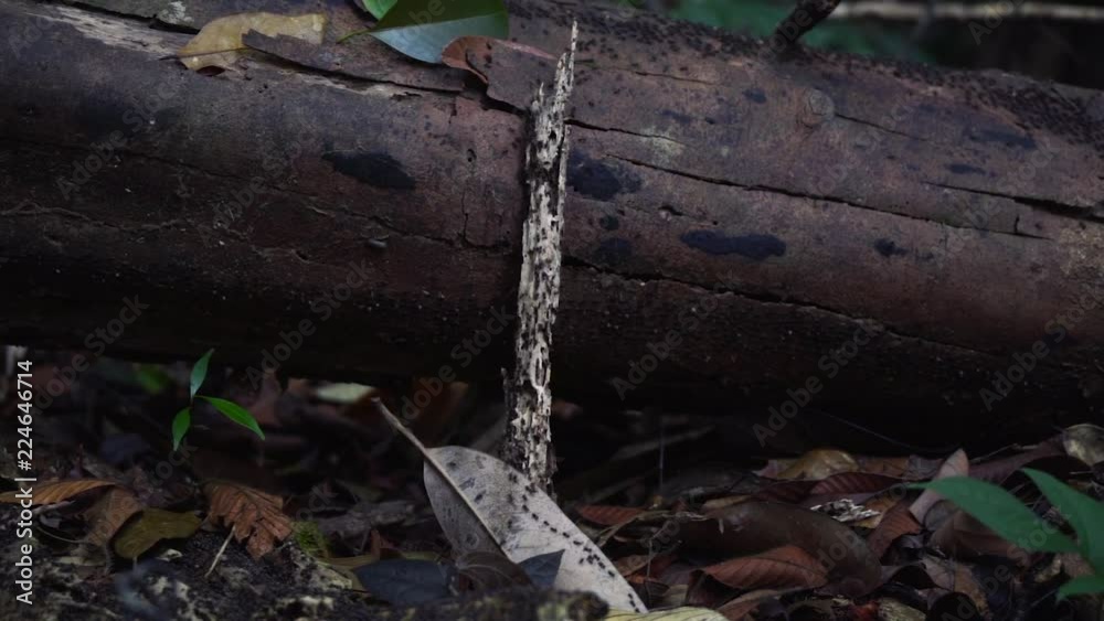 Small Termites Road Swarm Colony Walking Island Rainforest Jungle Floor ...
