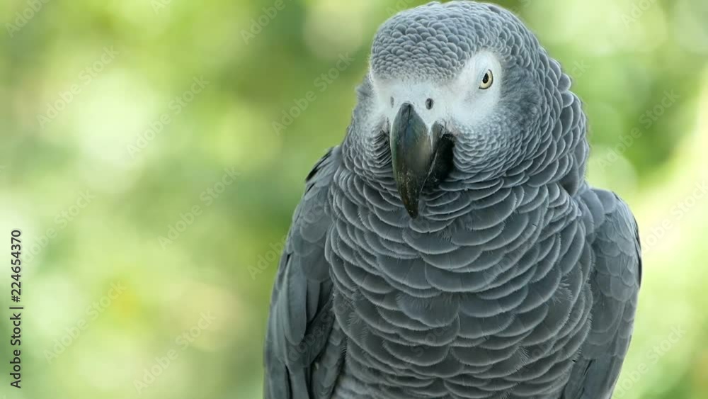 Red-tailed monogamous African Congo Grey Parrot, Psittacus erithacus ...