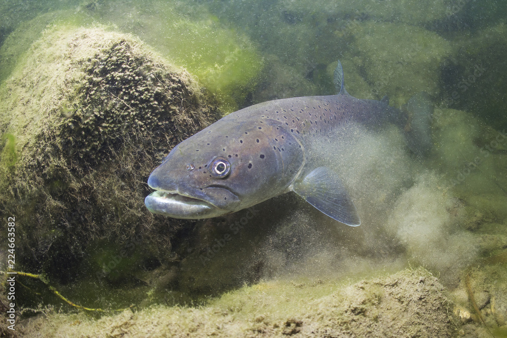 Common huchen (Hucho hucho) swimming in nice river. Beautiful salmonid ...