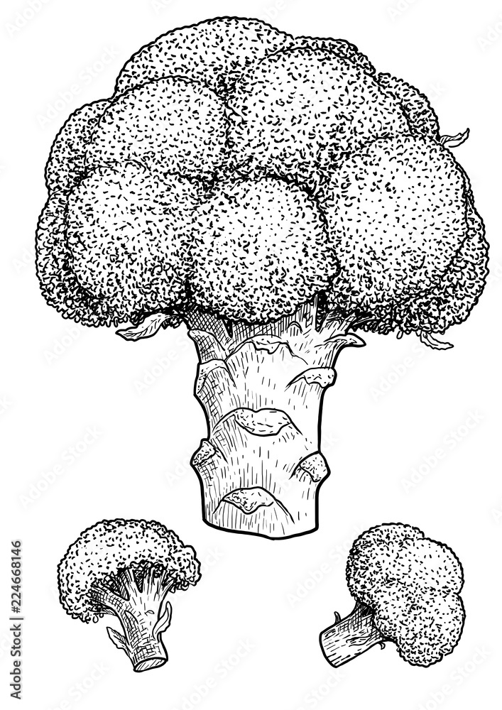 Broccoli illustration, drawing, engraving, ink, line art, vector Stock ...