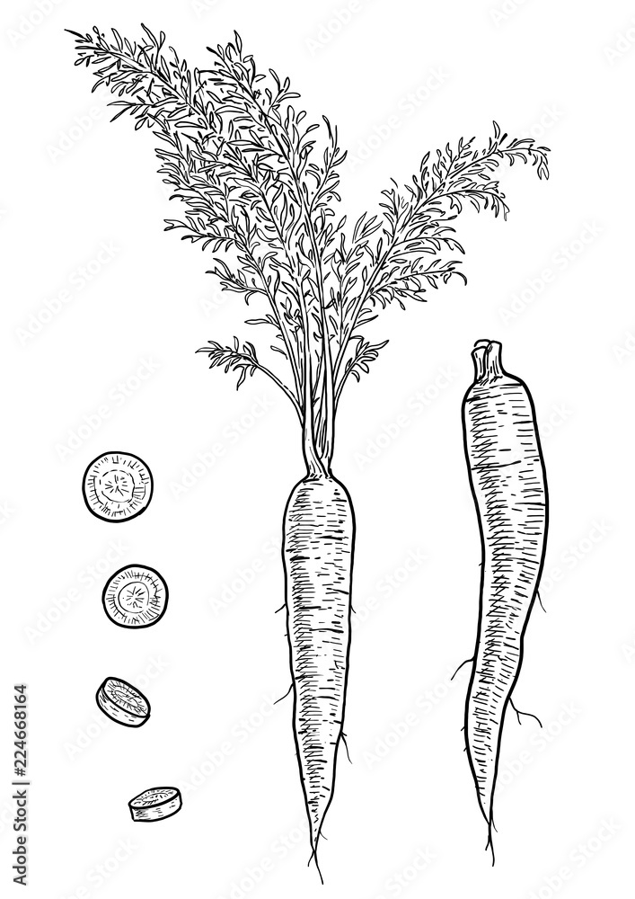 Carrot Line Drawing