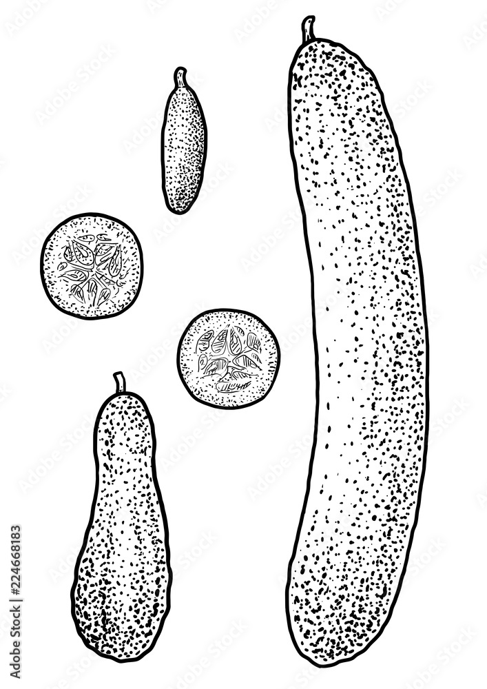 Cucumber illustration, drawing, engraving, ink, line art, vector ...