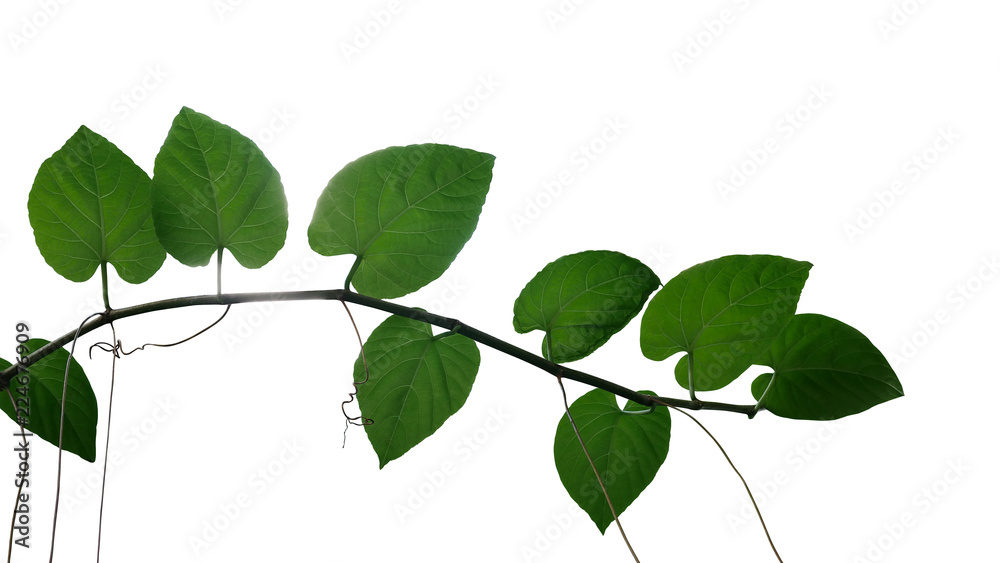 Jungle Vines With Leaves
