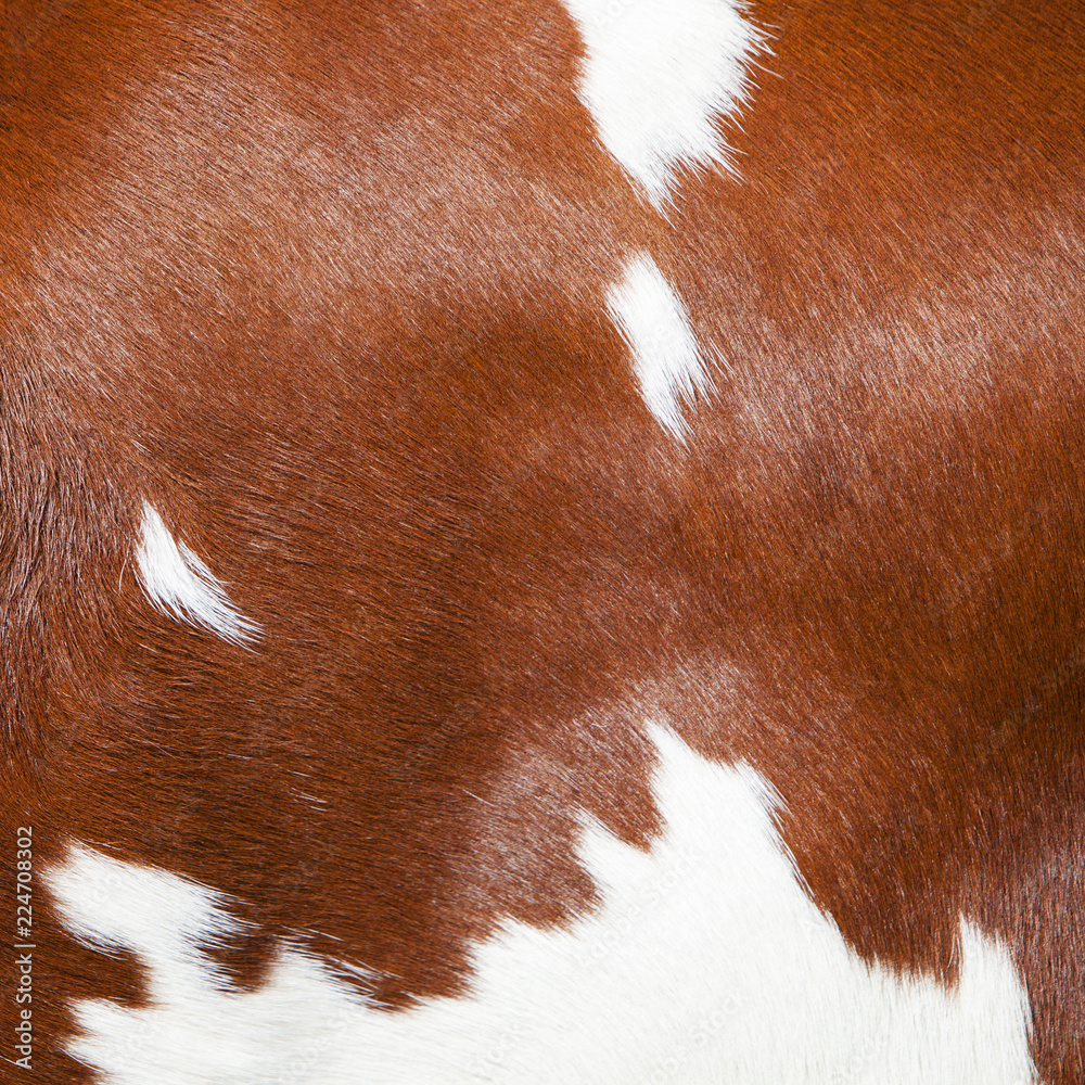 red and white part of hide on side of spotted cow Stock Photo | Adobe Stock