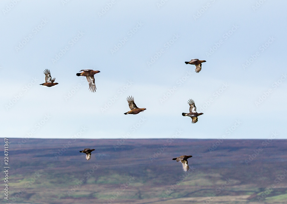 Flying Grouse Silhouette