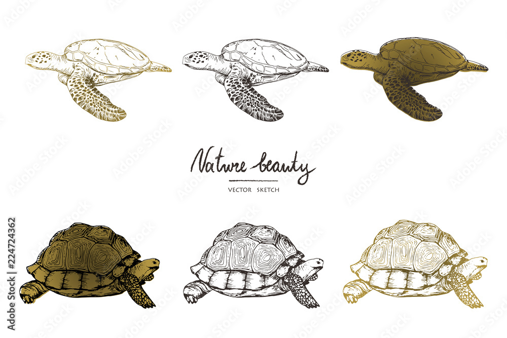 Vector illustration. Pen style vector sketch. Terrapins and turtles ...