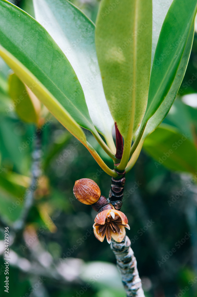 Flower of mangrove tree, Rhizophora apiculata Blume close up shot Stock ... Flower of mangrove tree, Rhizophora apiculata Blume close up shot Stock ...