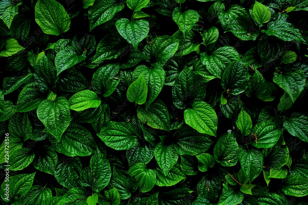 beautiful green betel leaves texture background Stock Photo | Adobe Stock