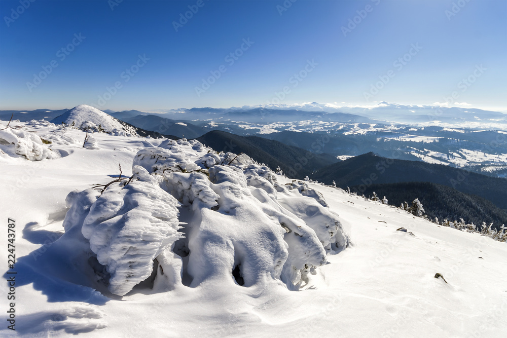 Little Pine Tree Snow