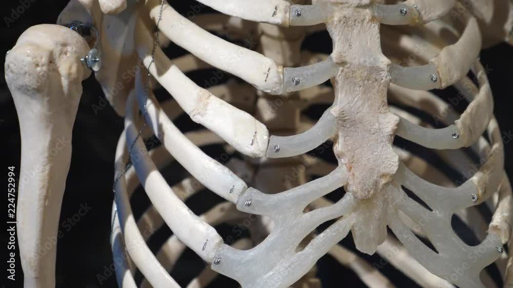 Human Skeleton System Rib Cage Anatomy. Closeup. Stock Video | Adobe Stock