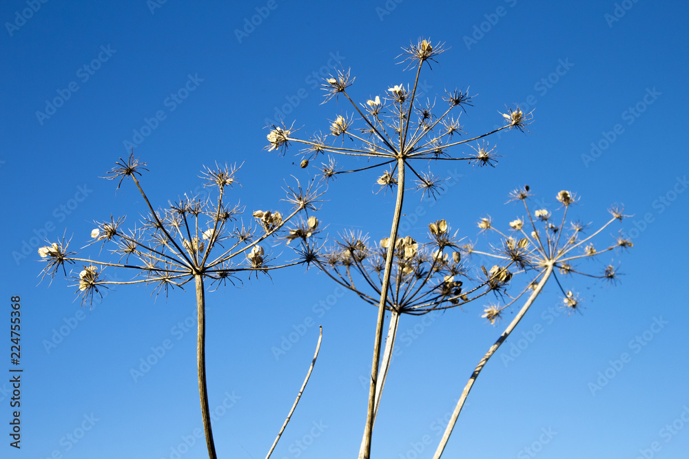 Giant Hogweed seed heads, the sap of the plant is phototoxic and causes ...
