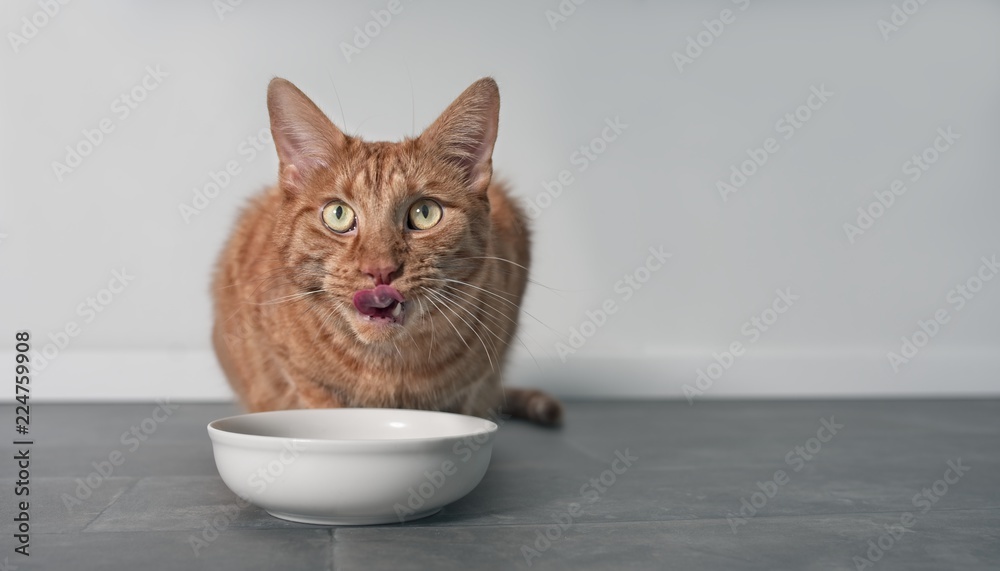 Cute ginger cat licking his face next to a white food dish. Stock Photo ...