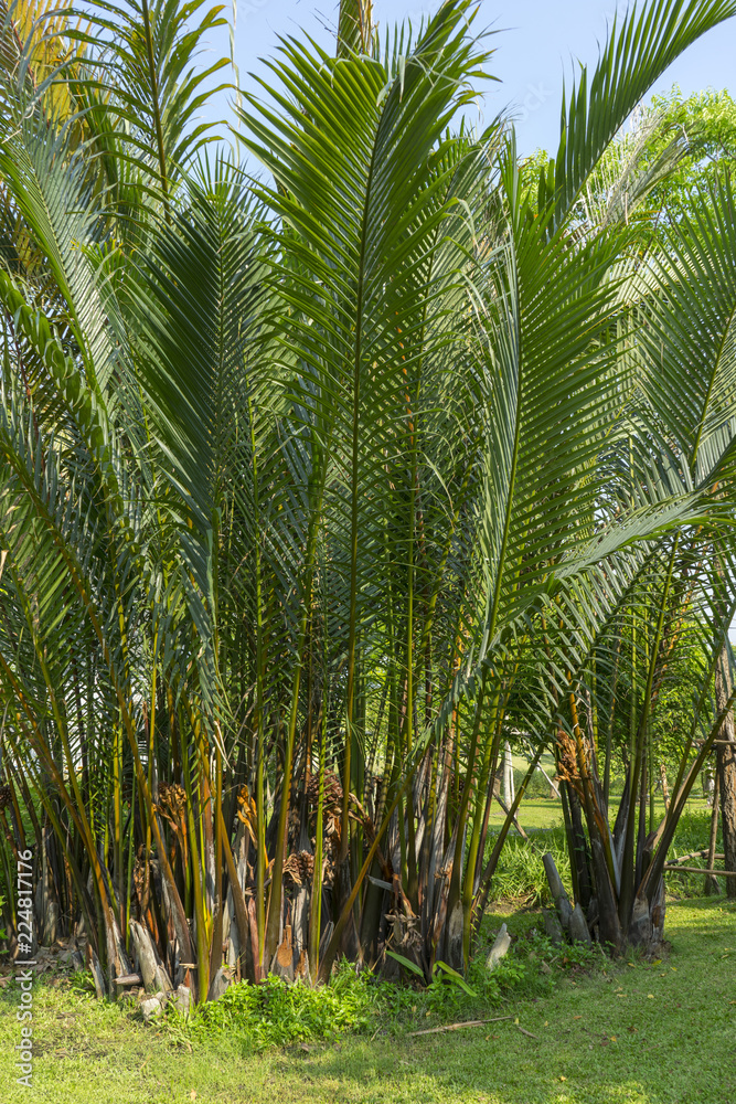 Nipa Palm in mangrove forest Stock Photo | Adobe Stock
