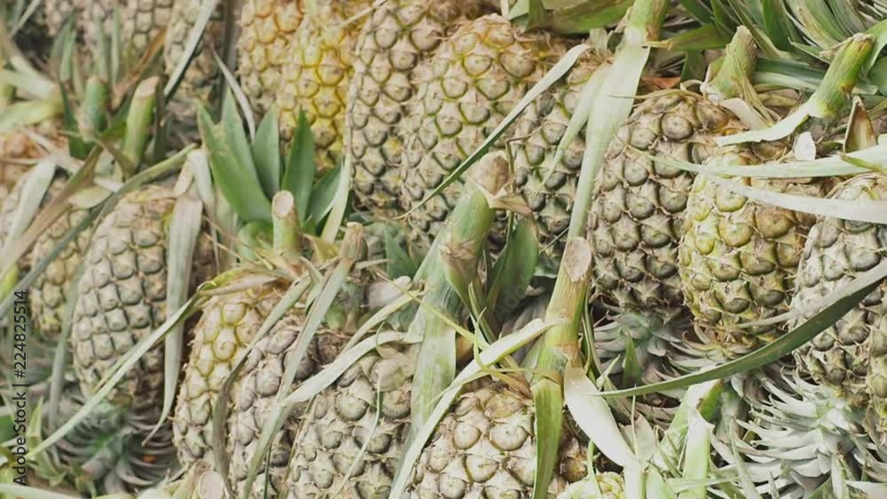 Fresh pineapple from the orchard put up for sale.The pineapple is a ...