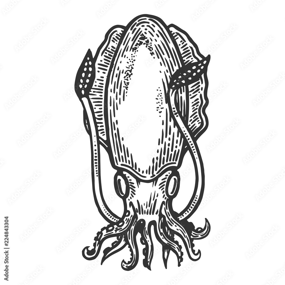 Cuttlefish sea animal engraving vector illustration. Scratch board ...