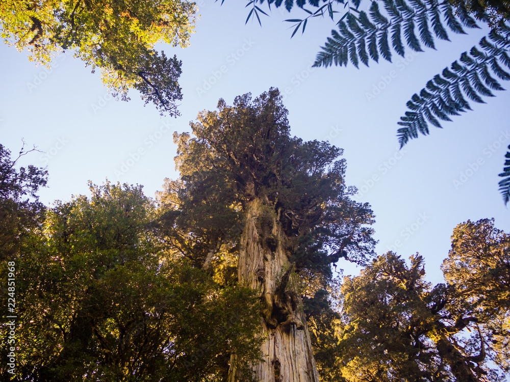 Larch in the Andes range, big tree in patagonia. Natural Park Pumalin ...