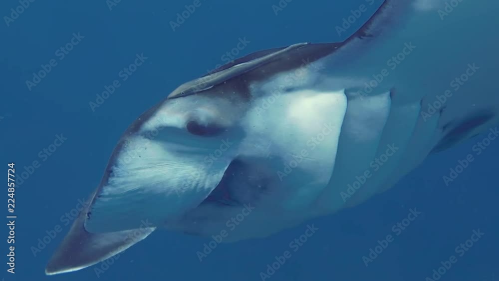 Slow motion close of of a Manta ray eye. Underwater view of hovering ...