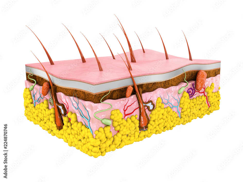 Human Skin Anatomy 3d illustration isolated white background Stock ...