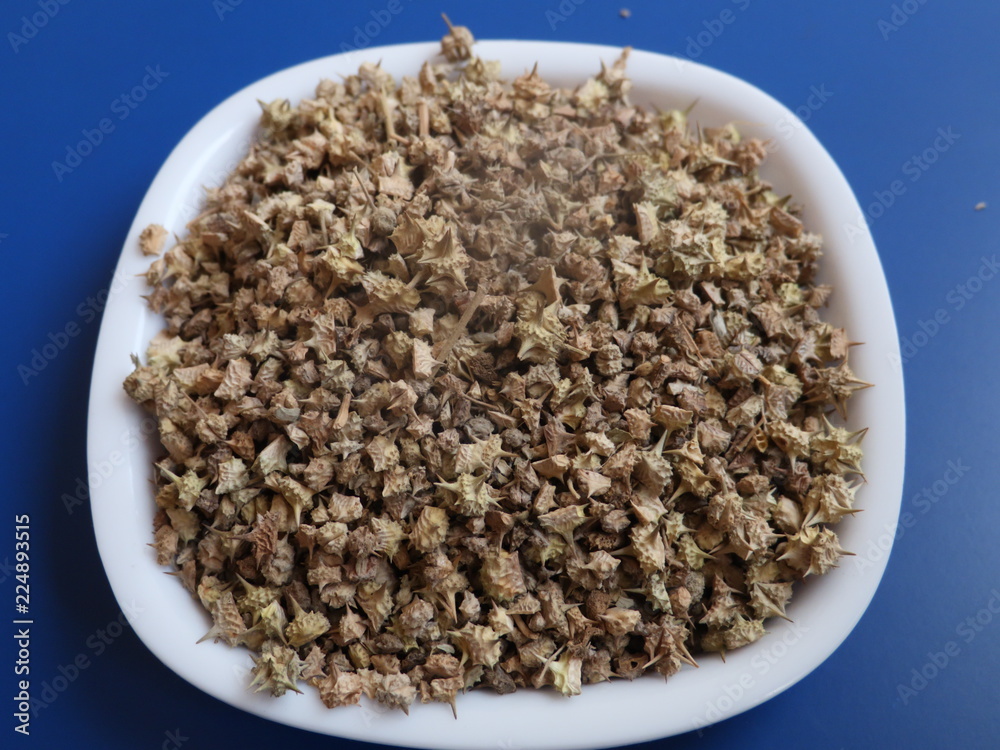 Tribulus terrestris fruit Gokhru,The seeds of devil's thorn (Tribulus ...
