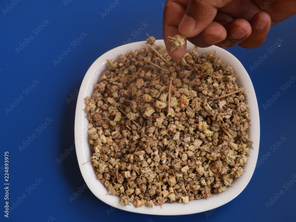 Tribulus terrestris fruit Gokhru,The seeds of devil's thorn (Tribulus ...