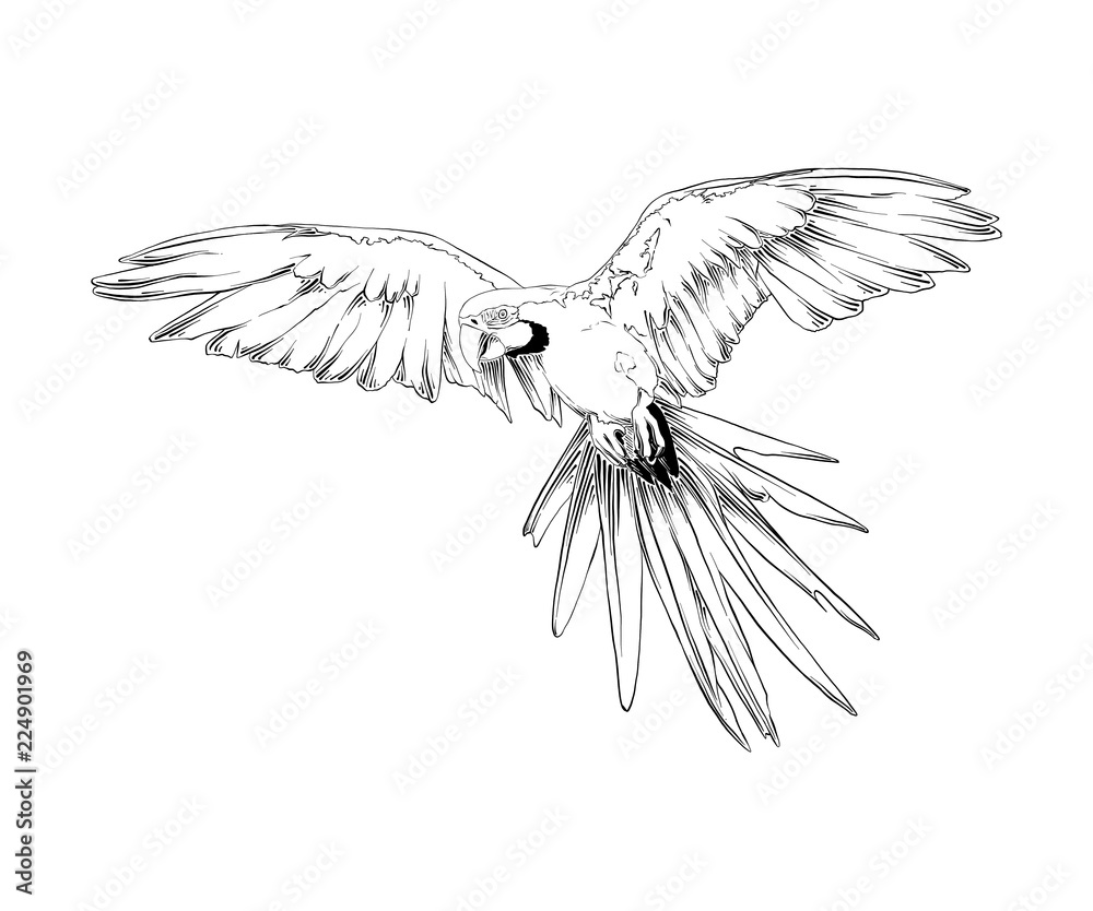 Vector engraved style illustration for posters, decoration and print ...