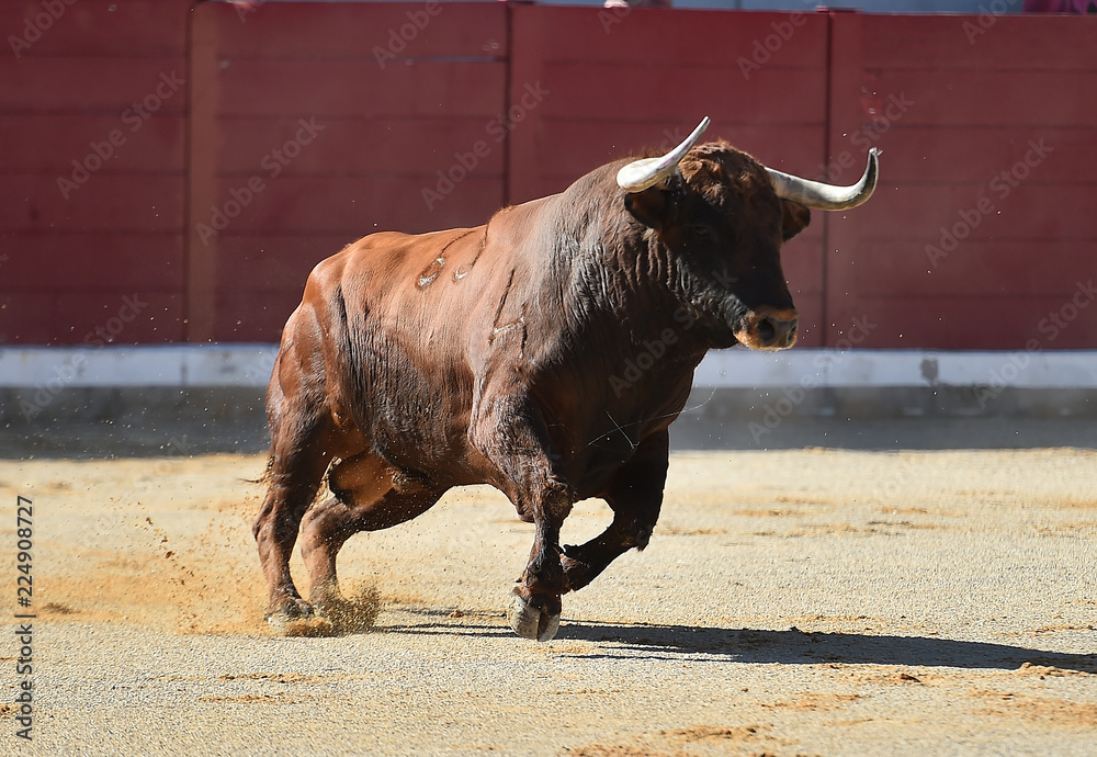 toro español corriendo en una plaza de toros foto de Stock | Adobe Stock