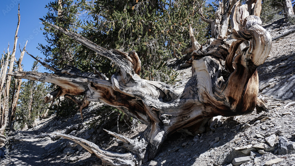 Foto de The dense, resinous wood of Bristlecone Pine trees resists ...