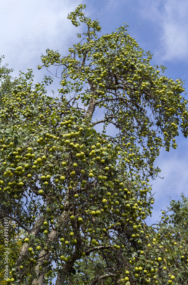 Pyrus nivalis commonly known as snow pear Stock Photo | Adobe Stock