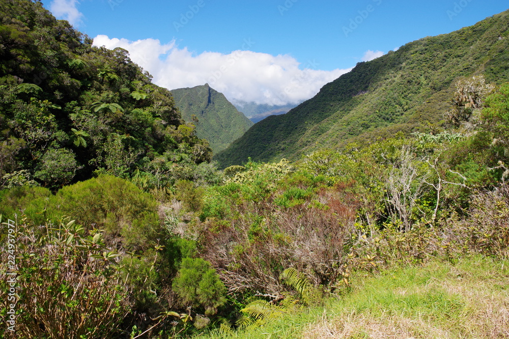 végétation luxuriante à l'île de la Réunion Stock Photo | Adobe Stock