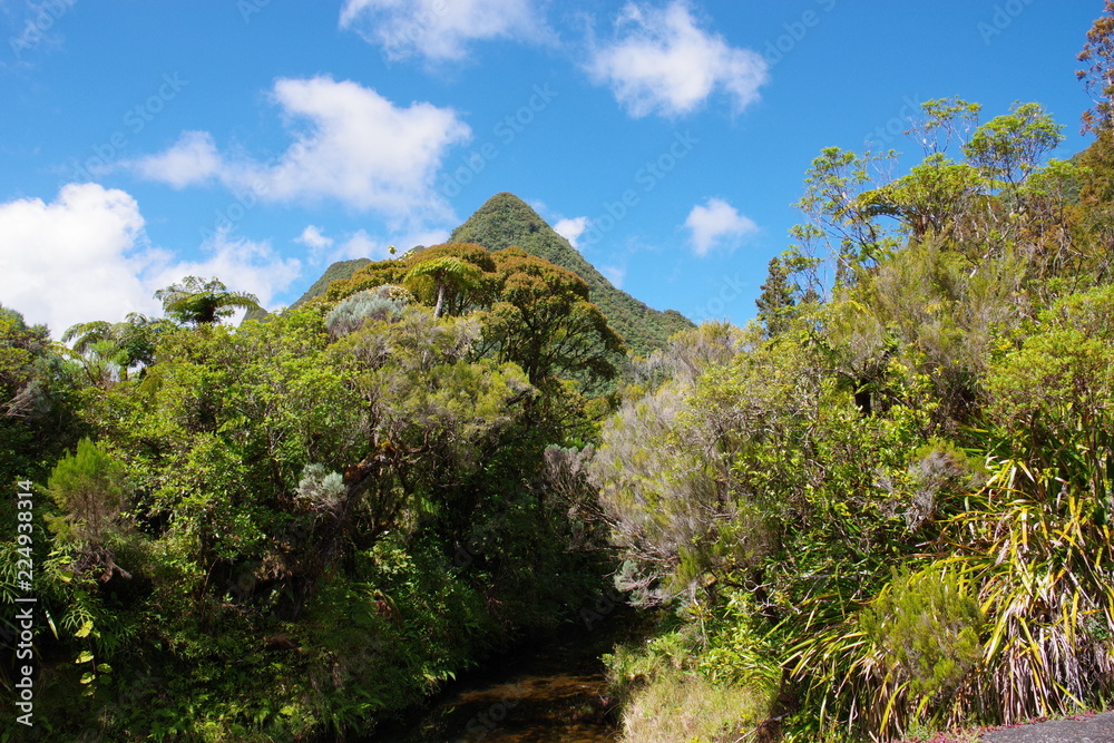 végétation luxuriante à l'île de la Réunion Stock Photo | Adobe Stock