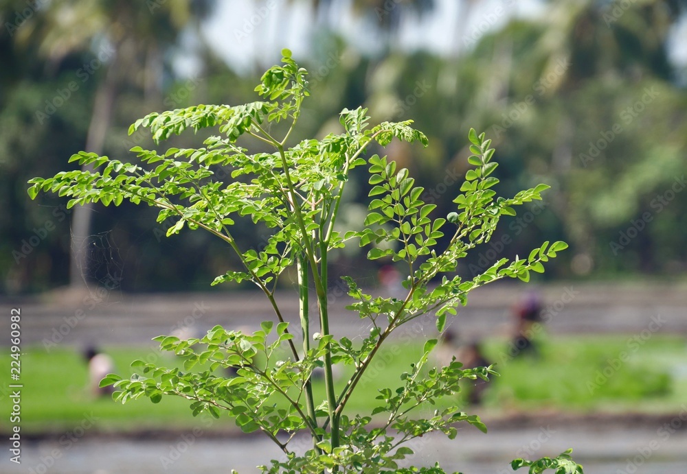 Malunggay Health Benefits And Uses