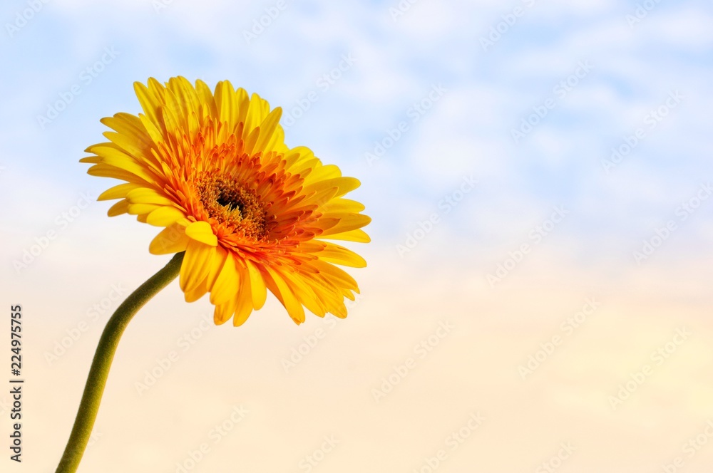 Single Yellow Daisy