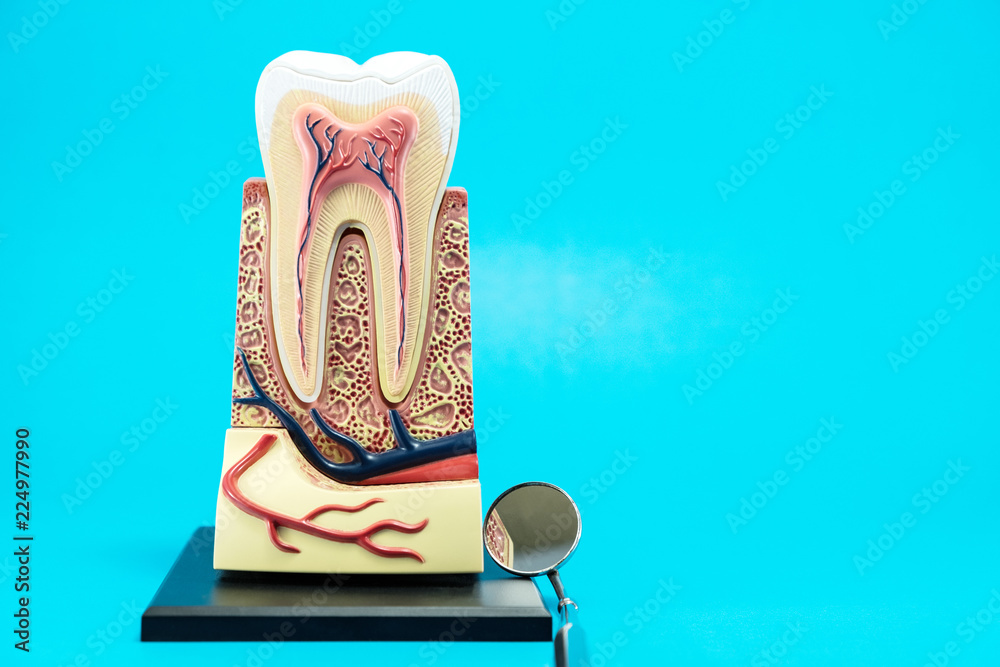 tooth anatomy on blue background. Stock Photo | Adobe Stock