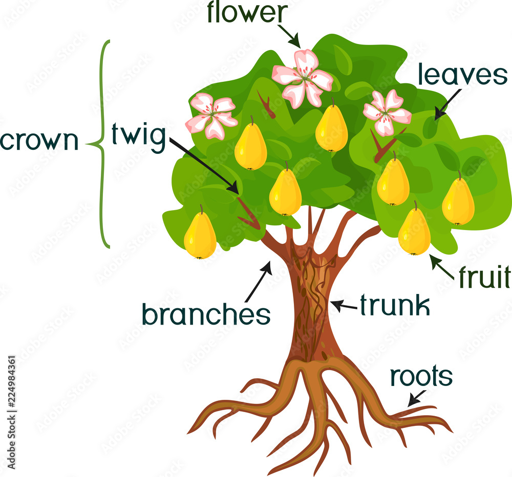 Parts of plant. Morphology of pear tree with fruits, flowers, green ...