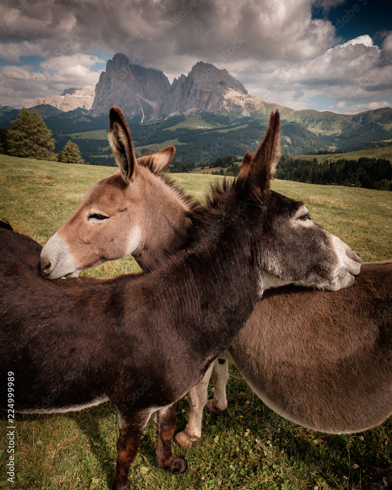 Zwei Esel vor den Dolomiten im Südtirol Stock Photo | Adobe Stock