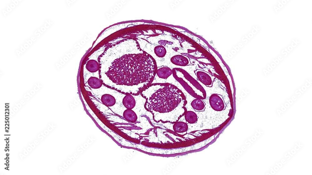 ascaris - cross section cut under the microscope – microscopic view of ...