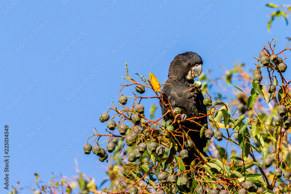 Female Red-tailed Black-Cockatoo eating honky nuts Western Australia ...