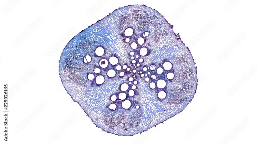 cucurbita pumpkin root - cross section cut under the microscope ...