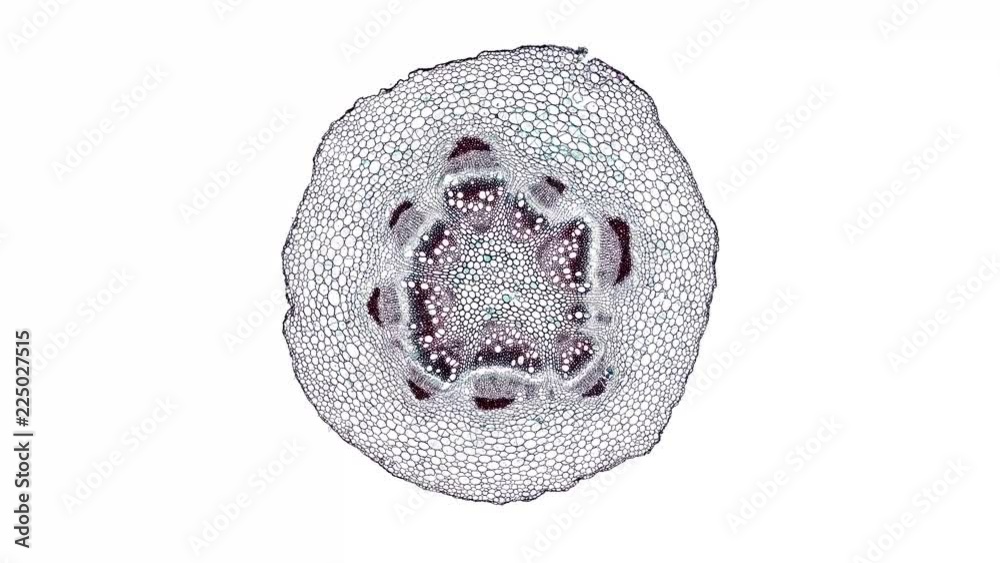 dandelion flower root - cross section cut under the microscope ...