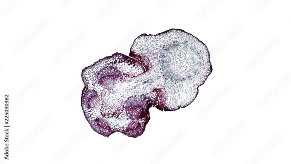 dodder parasitic root - cross section cut under the microscope ...