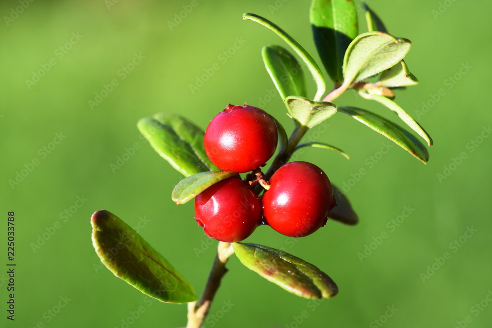 Mountain cranberry Vaccinium vitis-idaea red berries on green ...