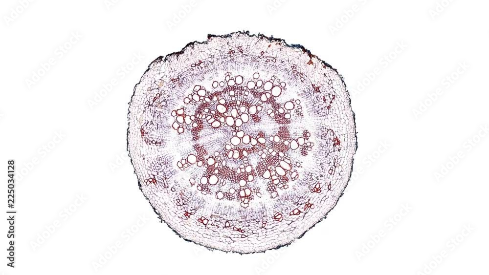 helix ivy soil root - cross section cut under the microscope ...