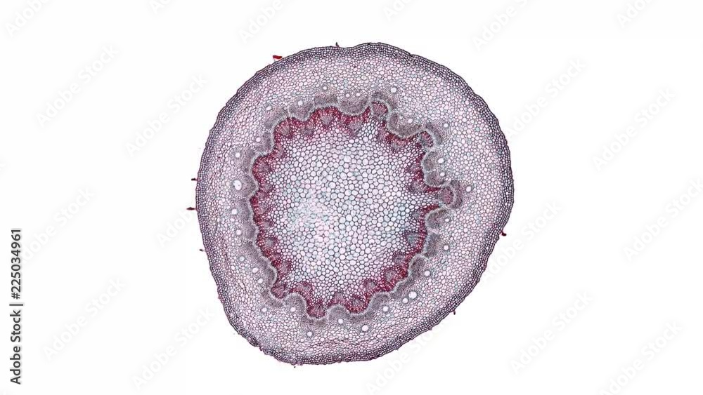 ilex chinensis - cross section cut under the microscope – microscopic ...